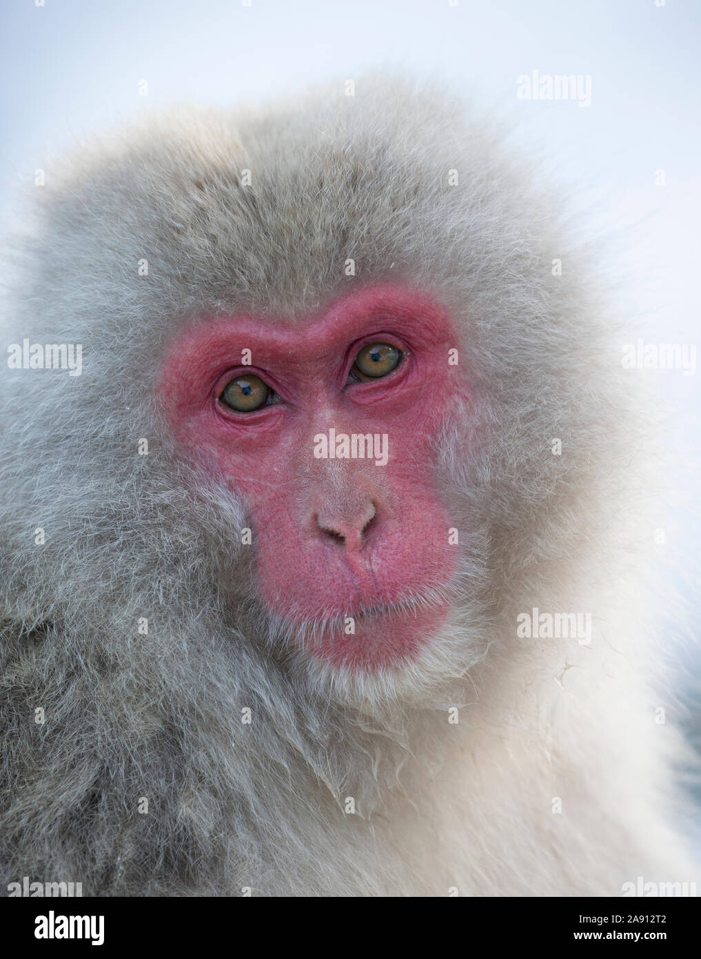 Macaques curious camera hi-res stock photography and images - Alamy