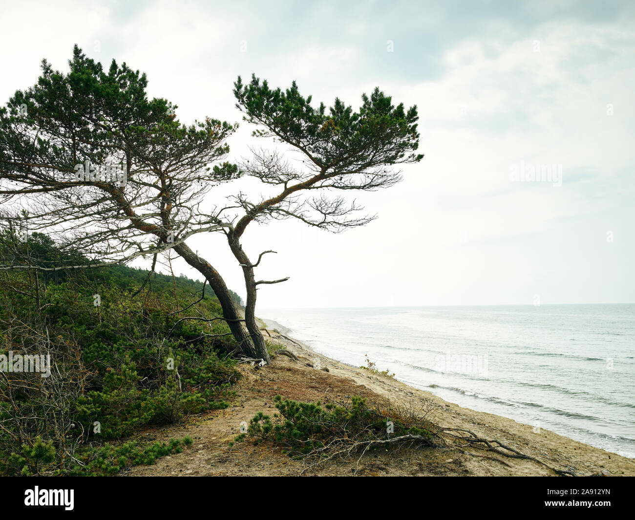 Pine tree at sea Stock Photo - Alamy