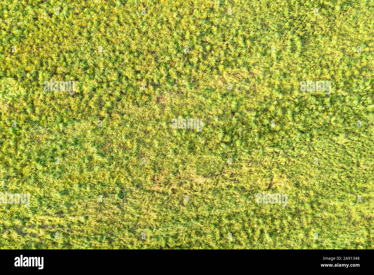 Green wild grass top aerial view. Natural texture and background Stock ...