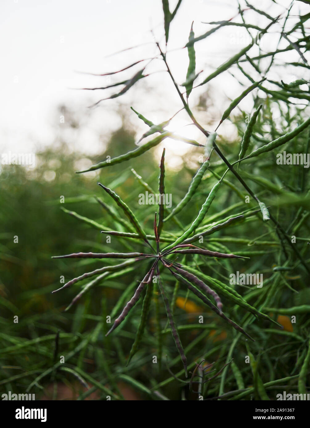 Plants with seed pods Stock Photo - Alamy
