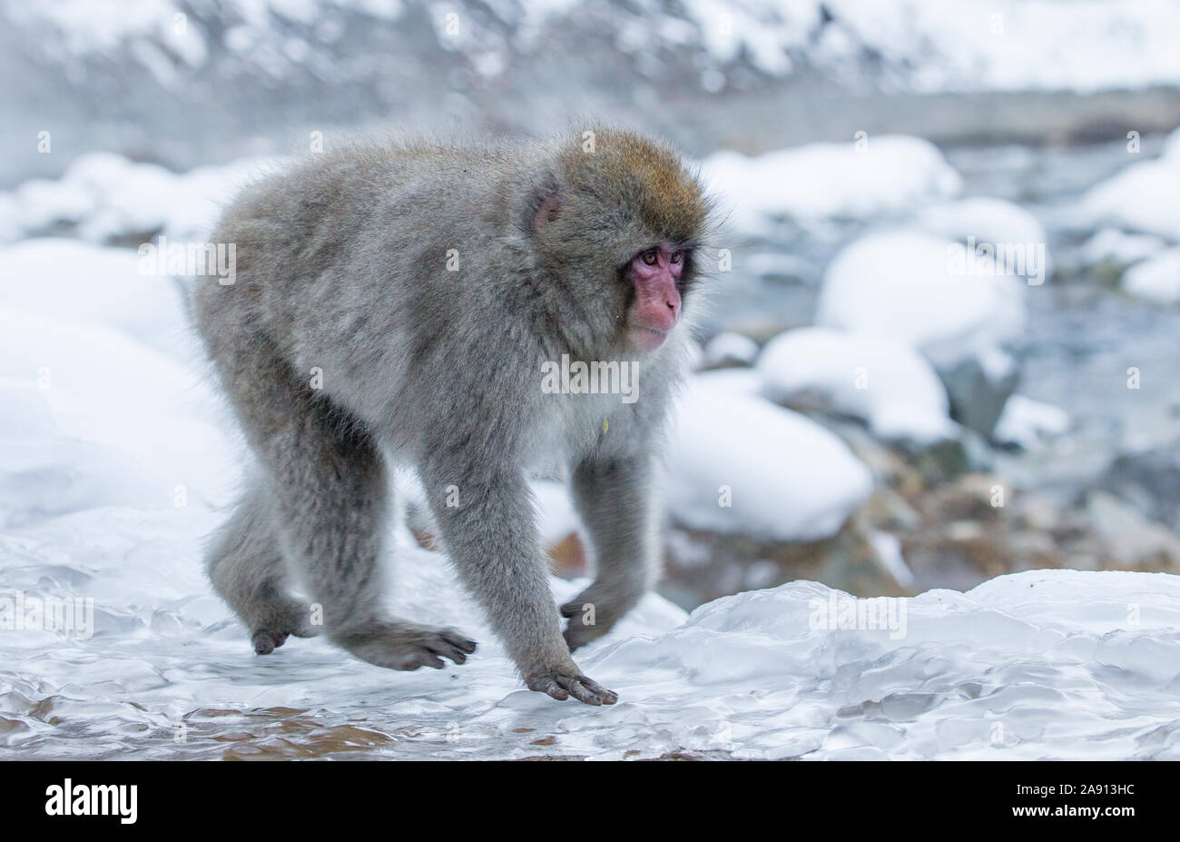 Japanese Macaque at winter Stock Photo - Alamy