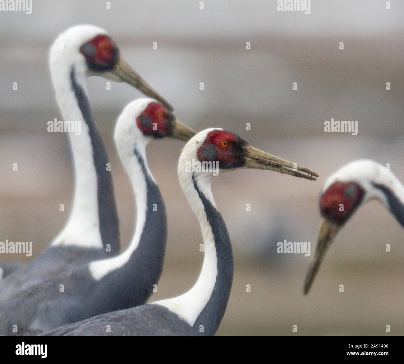 Red crown cranes Stock Photo - Alamy