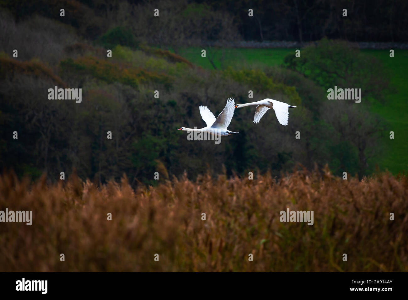 Leighton Moss RSPB Stock Photo - Alamy