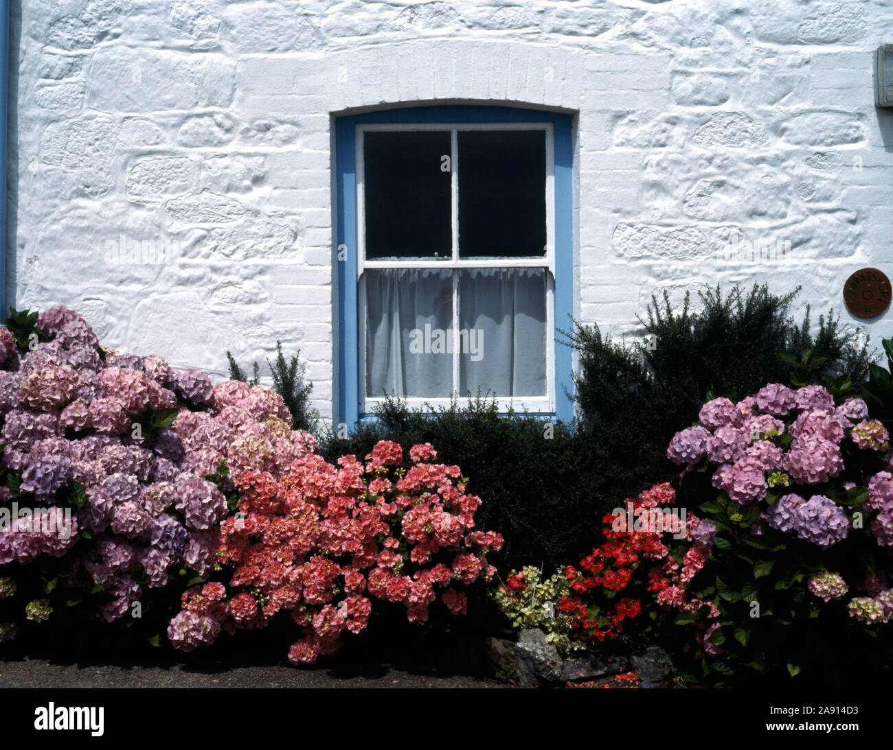 Narrow border of hydrangeas under a cottage window Stock Photo - Alamy