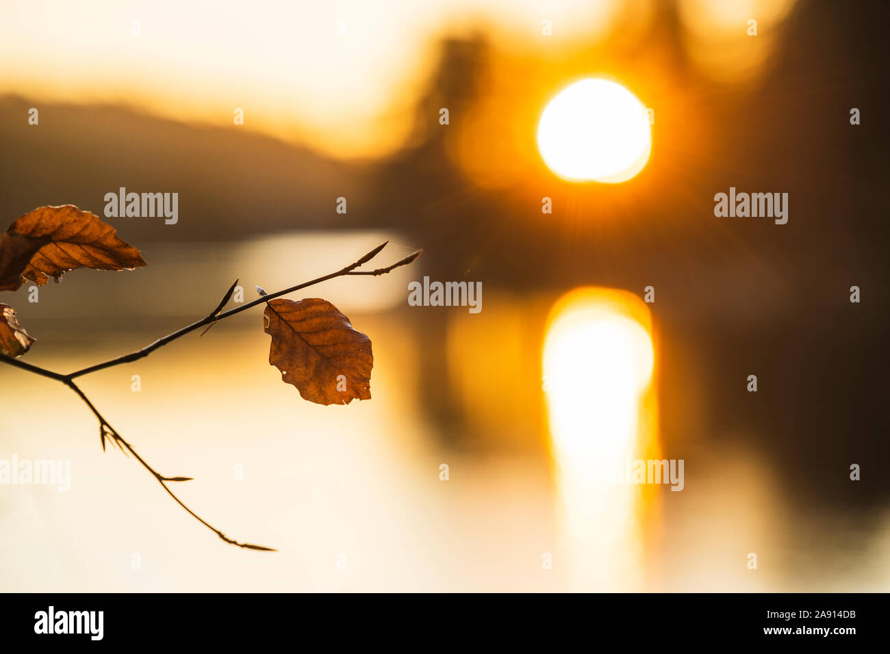 Autumn leaf on twig Stock Photo - Alamy