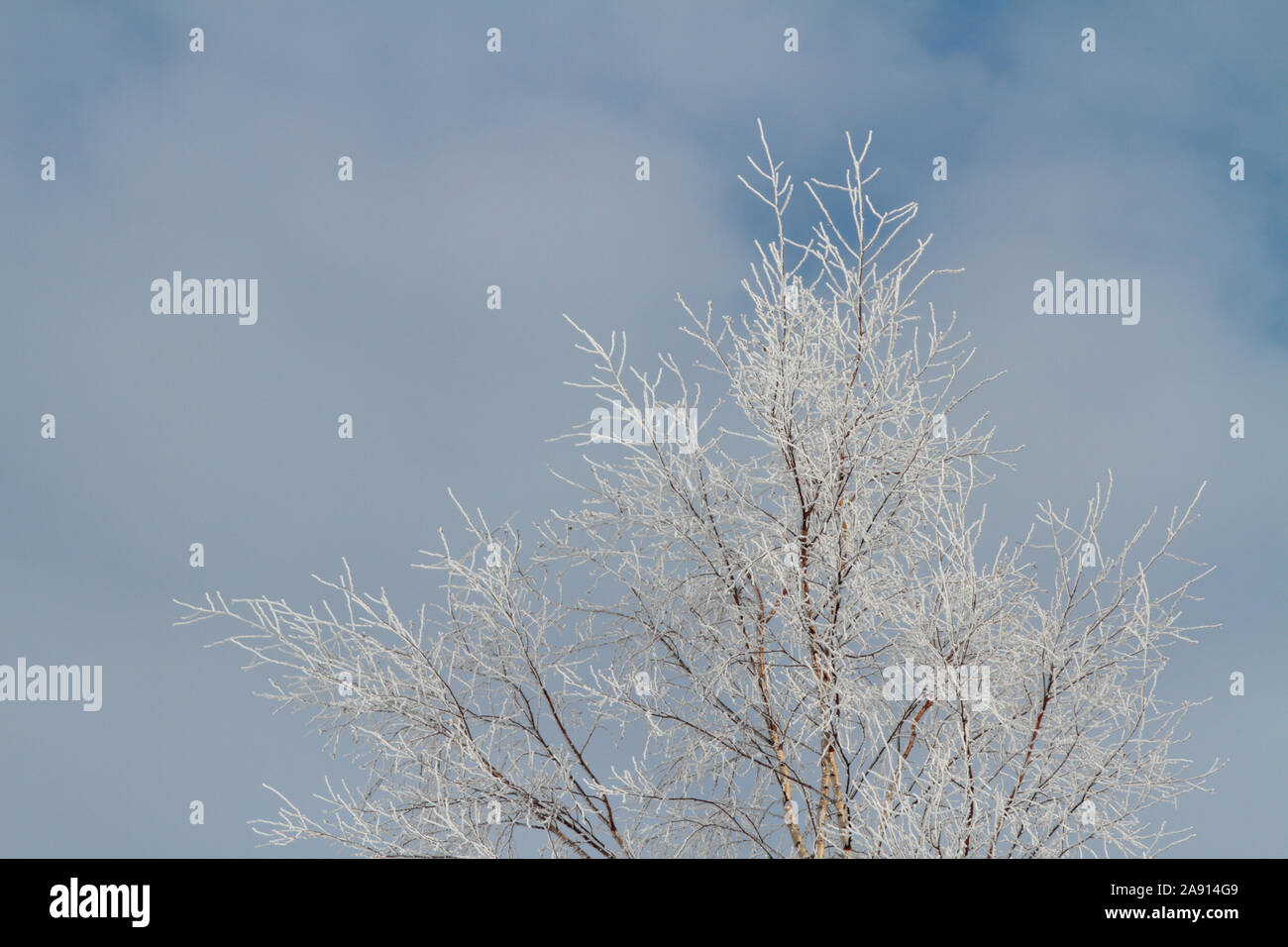 Frosty tree hi-res stock photography and images - Alamy