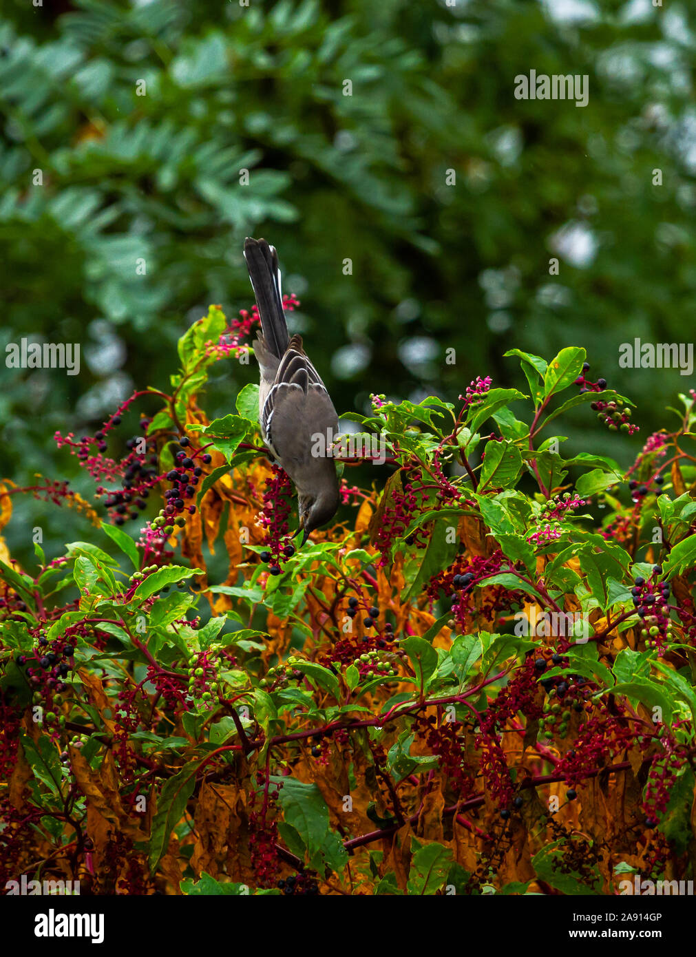 Eastern mockingbird hi-res stock photography and images - Alamy