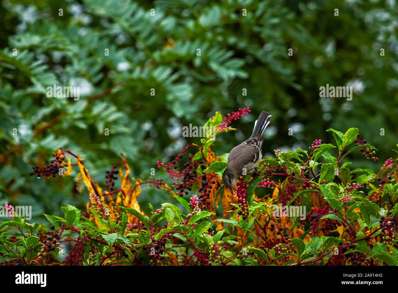 Eastern mockingbird hi-res stock photography and images - Alamy
