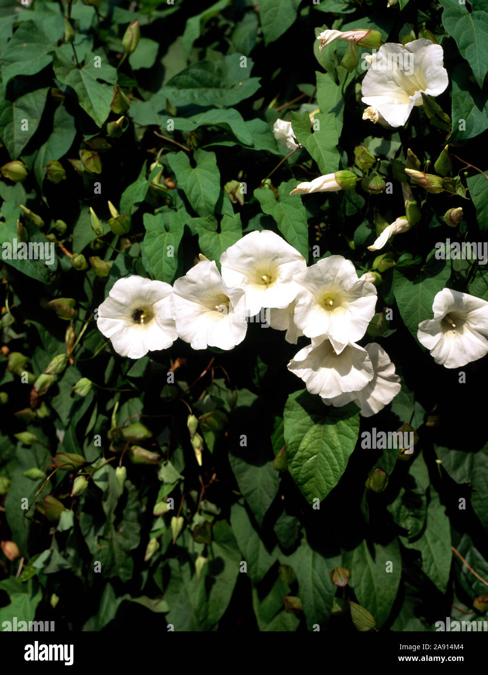 Large bindweed hi-res stock photography and images - Alamy