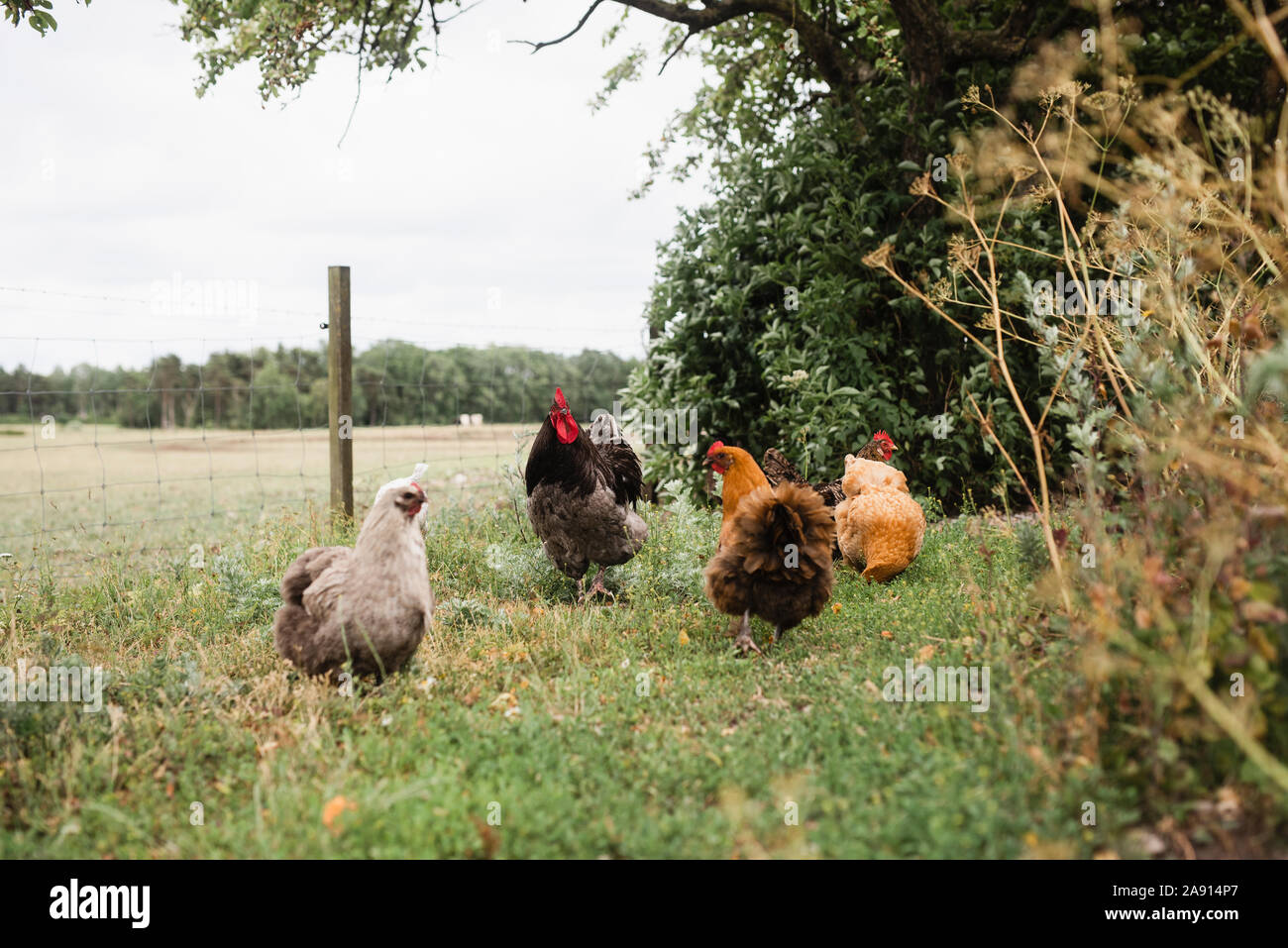 Free range chickens Stock Photo - Alamy