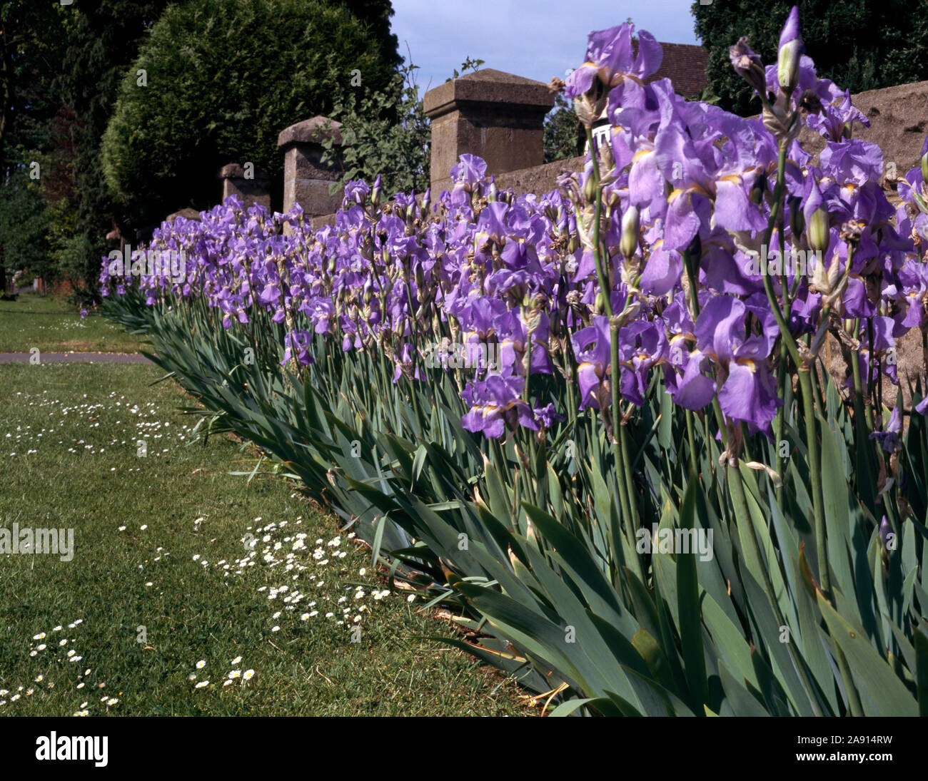 Blue bearded iris growing in a narrow border in front of a sand-stone ...