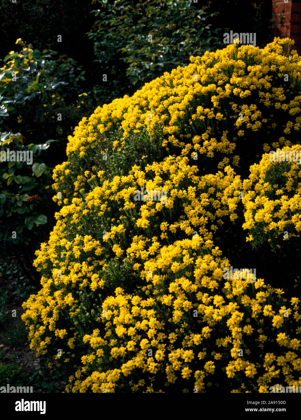 Genista lydia hi-res stock photography and images - Alamy
