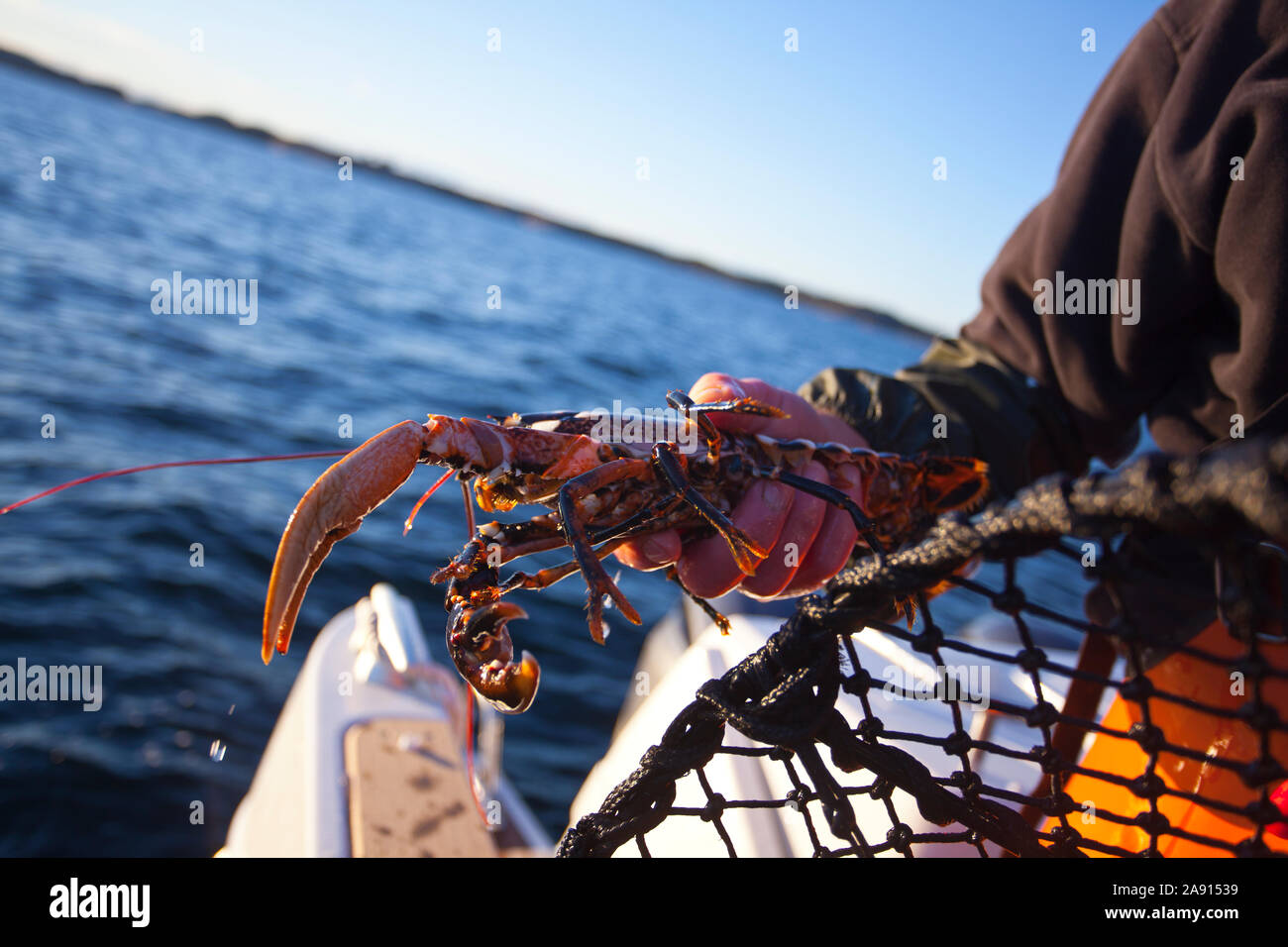 Hand holding lobster Stock Photo - Alamy