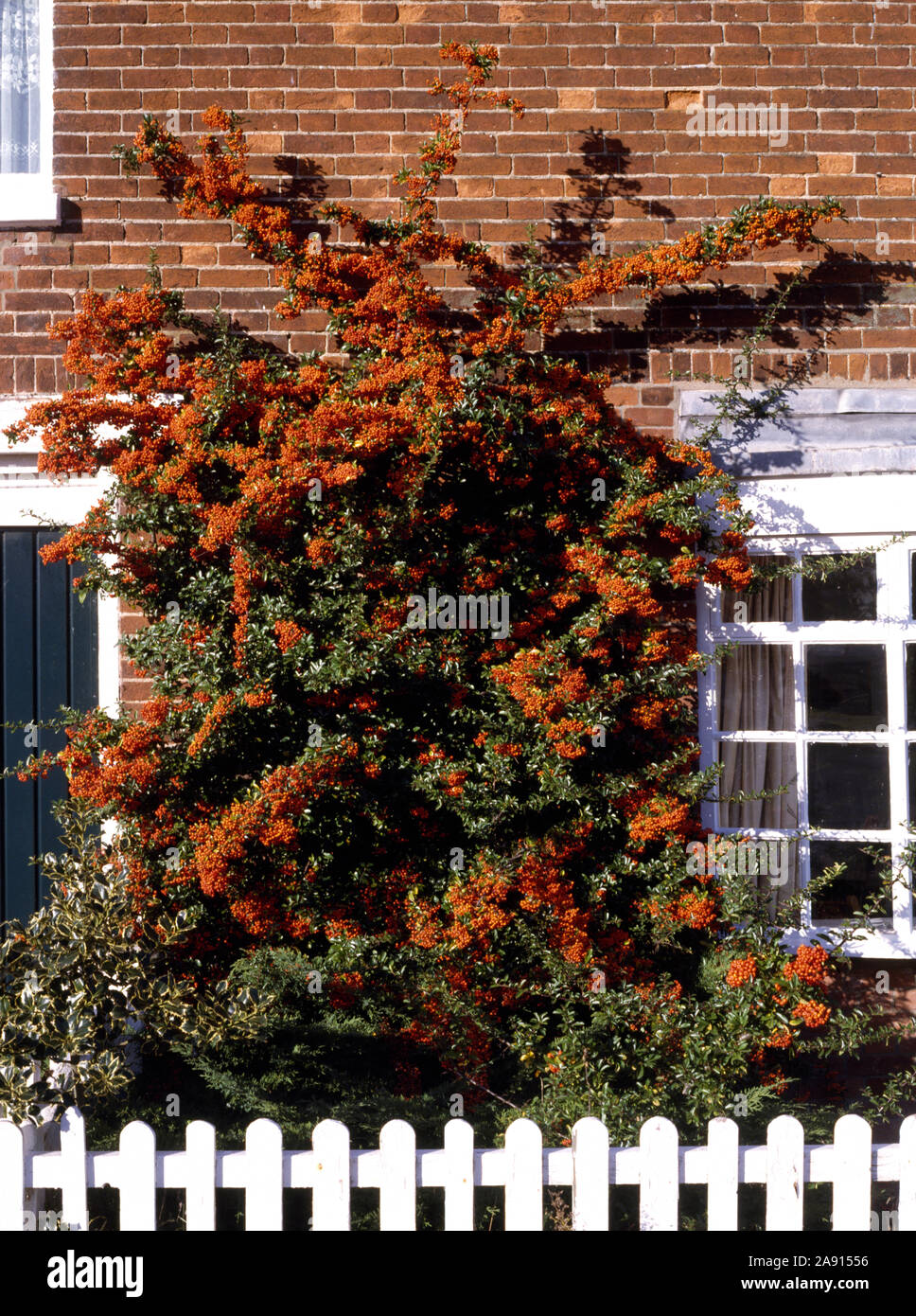 Orange berried pyracantha on toning brick house front Stock Photo - Alamy