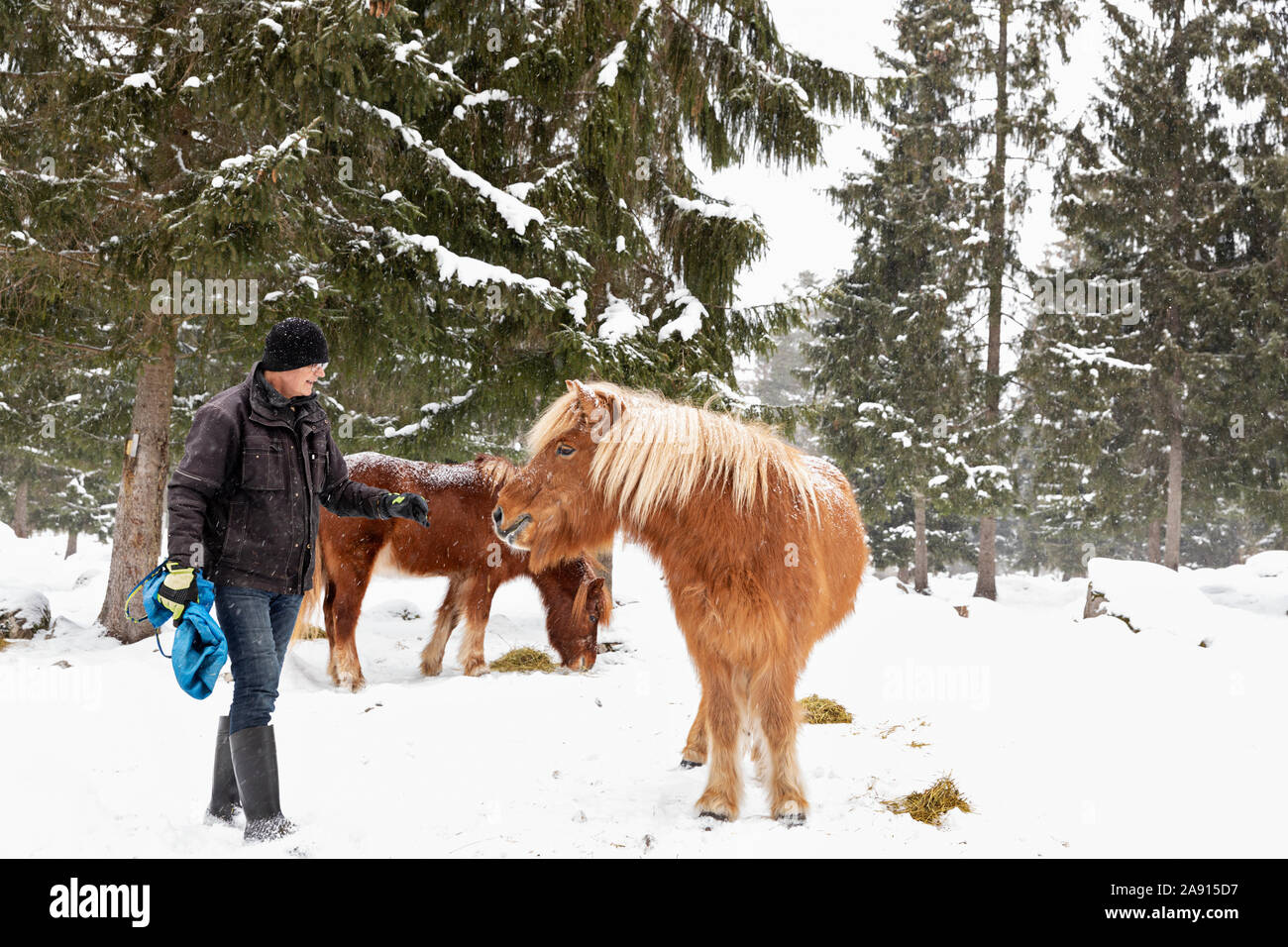 Man with icelandic horse hi-res stock photography and images - Alamy