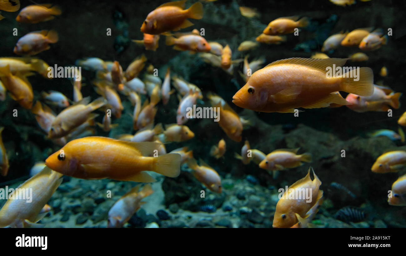floating flock of yellow fish in aquarium Stock Photo - Alamy