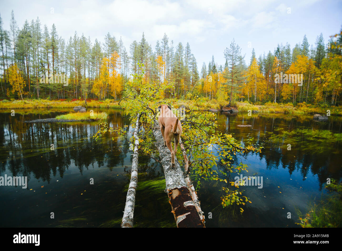 Dog on fallen tree Stock Photo - Alamy