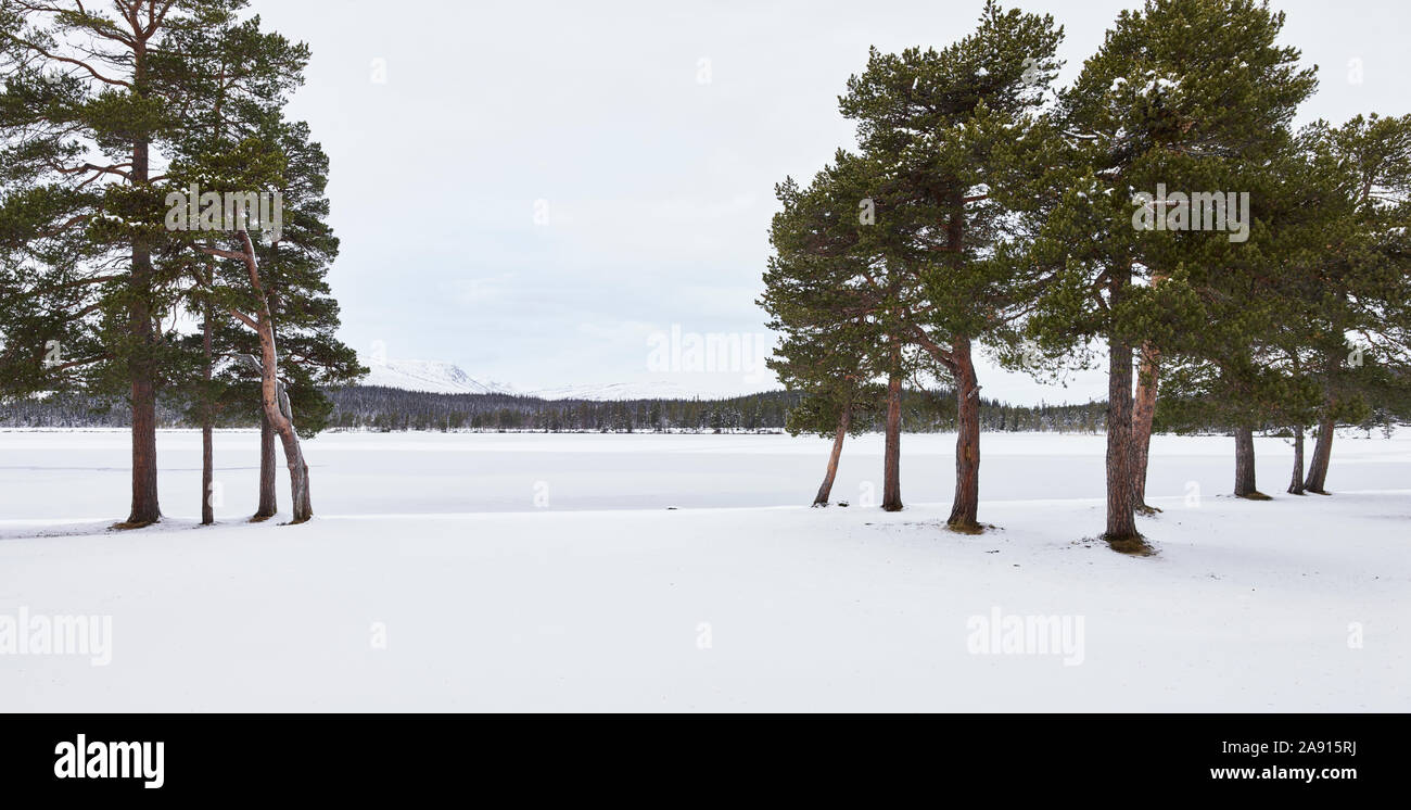 Winter landscape with trees Stock Photo - Alamy