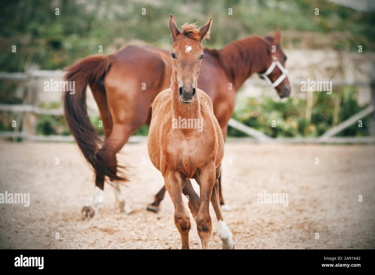 A frisky curious colt runs alongside an unsaddled mother in a farm ...