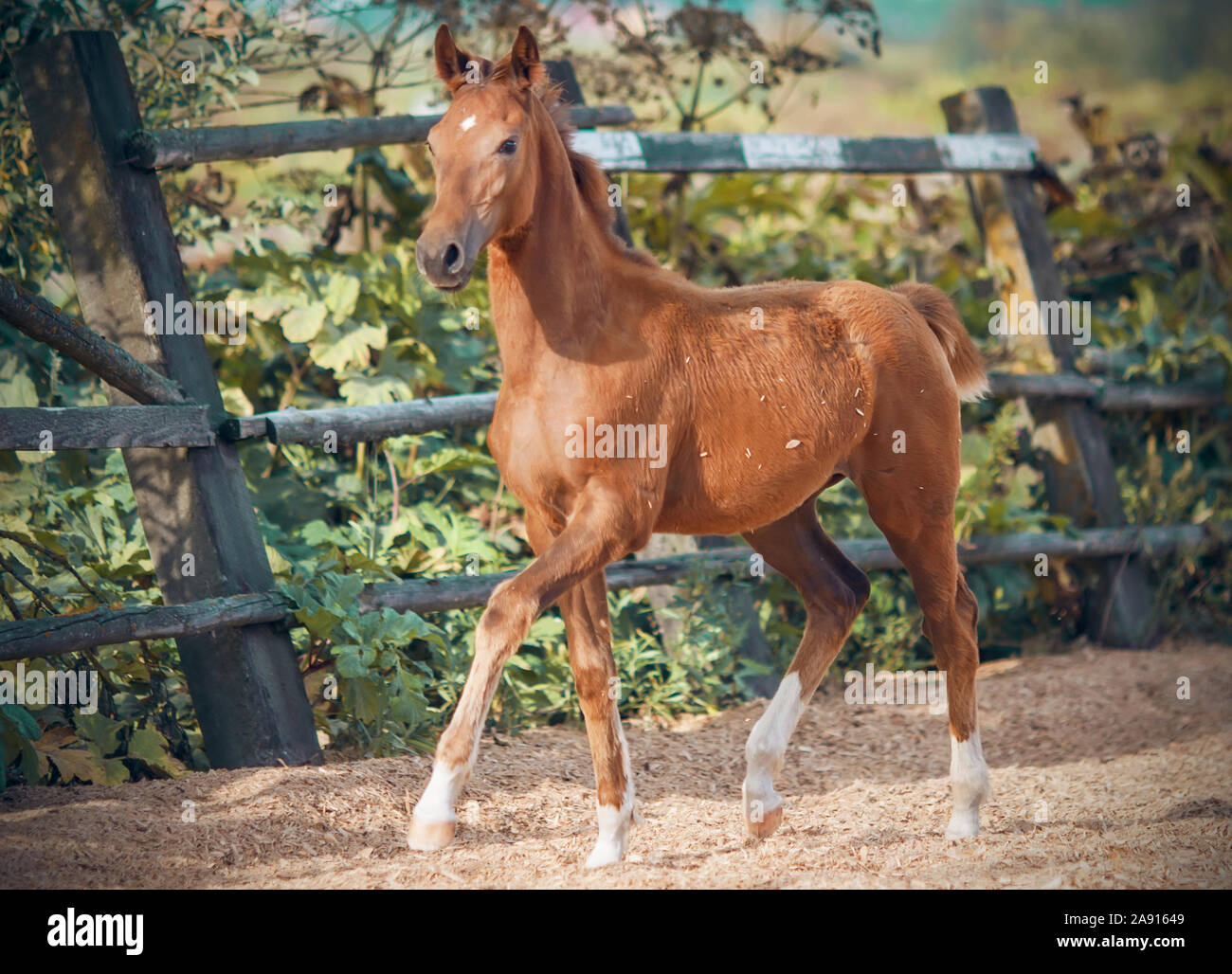 Small grass light through grass hi-res stock photography and images - Alamy
