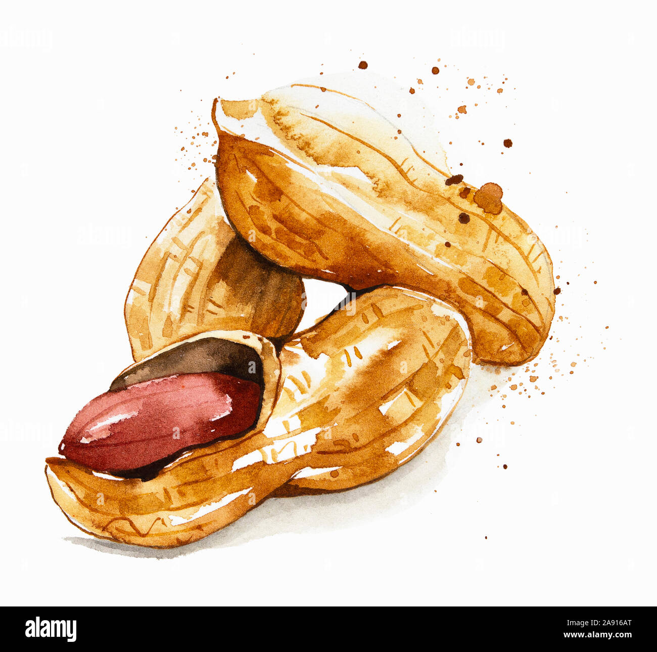 Peanut drawing hi-res stock photography and images - Alamy