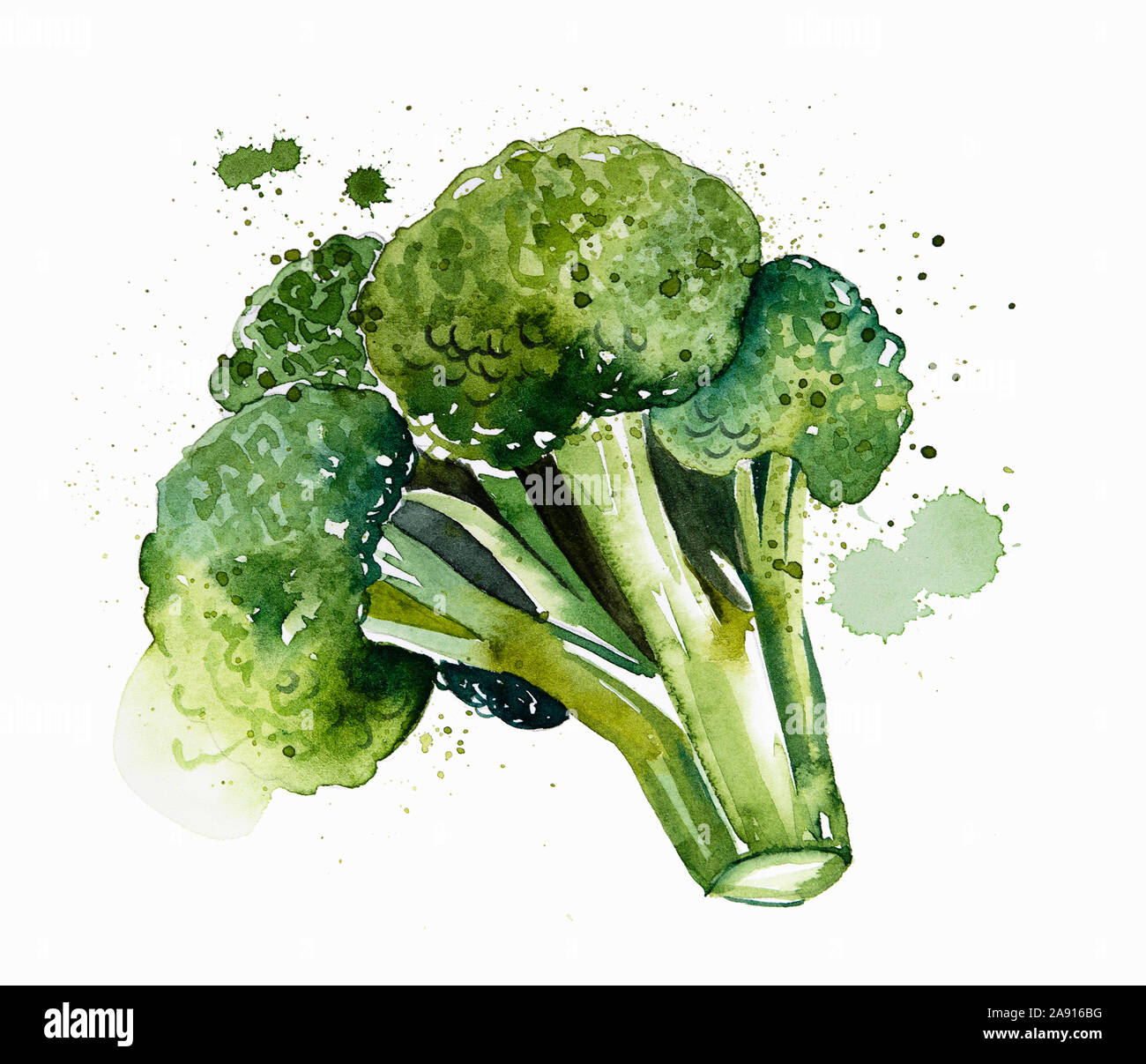 Drawing broccoli hi-res stock photography and images - Alamy