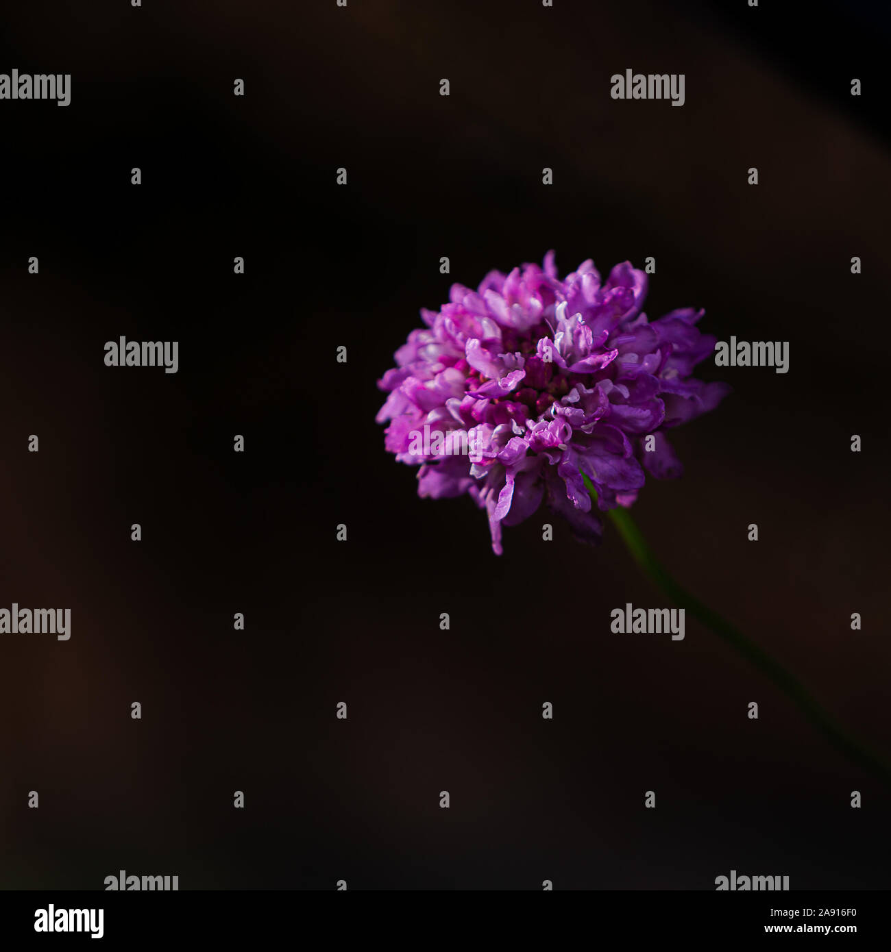 Pink purple wild flower all alone isolated with shallow depth of field ...