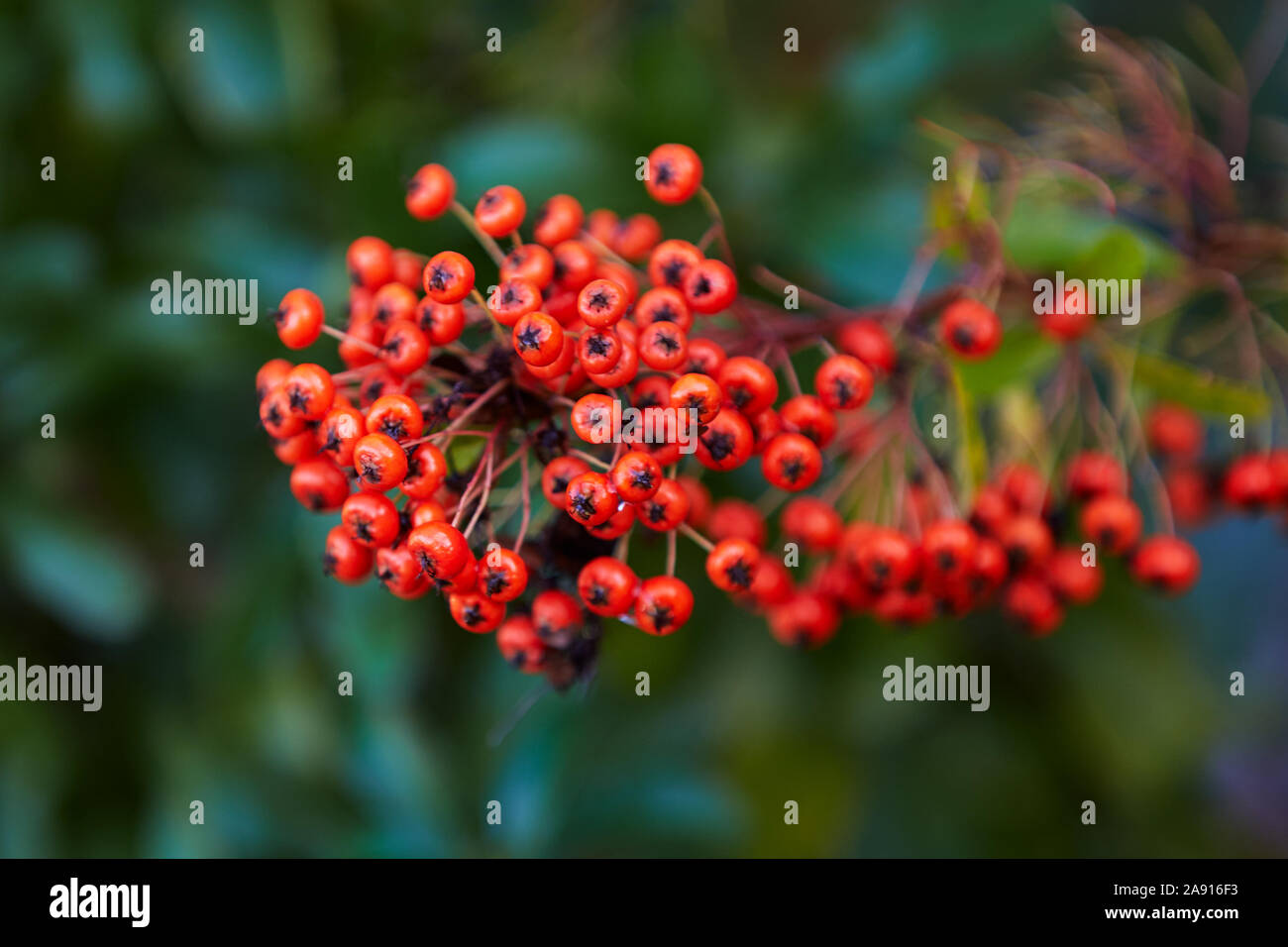 Small red berry on a branch hi-res stock photography and images - Alamy