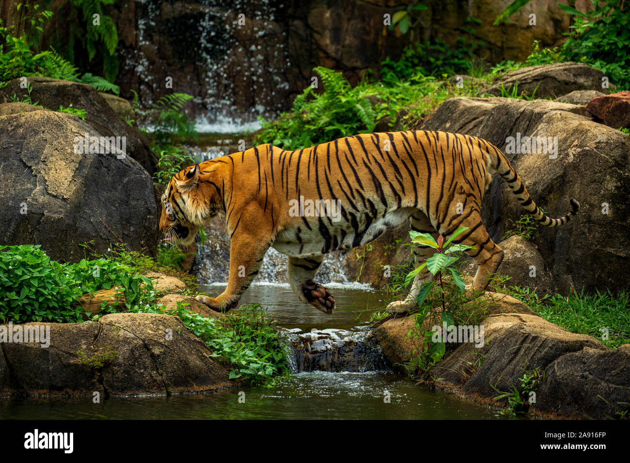 The Malayan Tiger (Panthera Tigris) in the pond Stock Photo - Alamy
