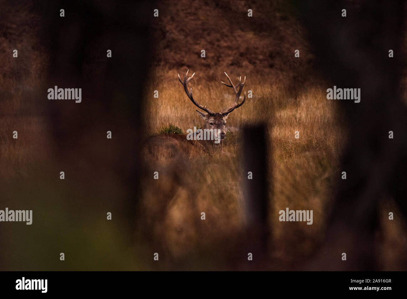 Deer on meadow Stock Photo - Alamy