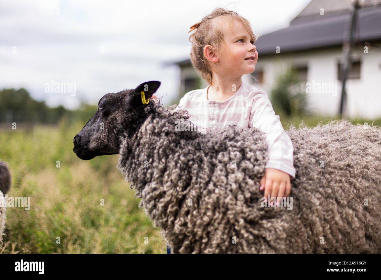 Sheep hug hi-res stock photography and images - Alamy