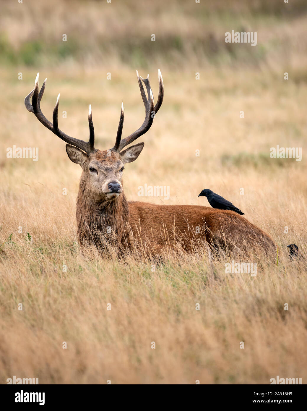 Beautiful red deer stag Cervus Elaphus in Autumn Fall woodland ...