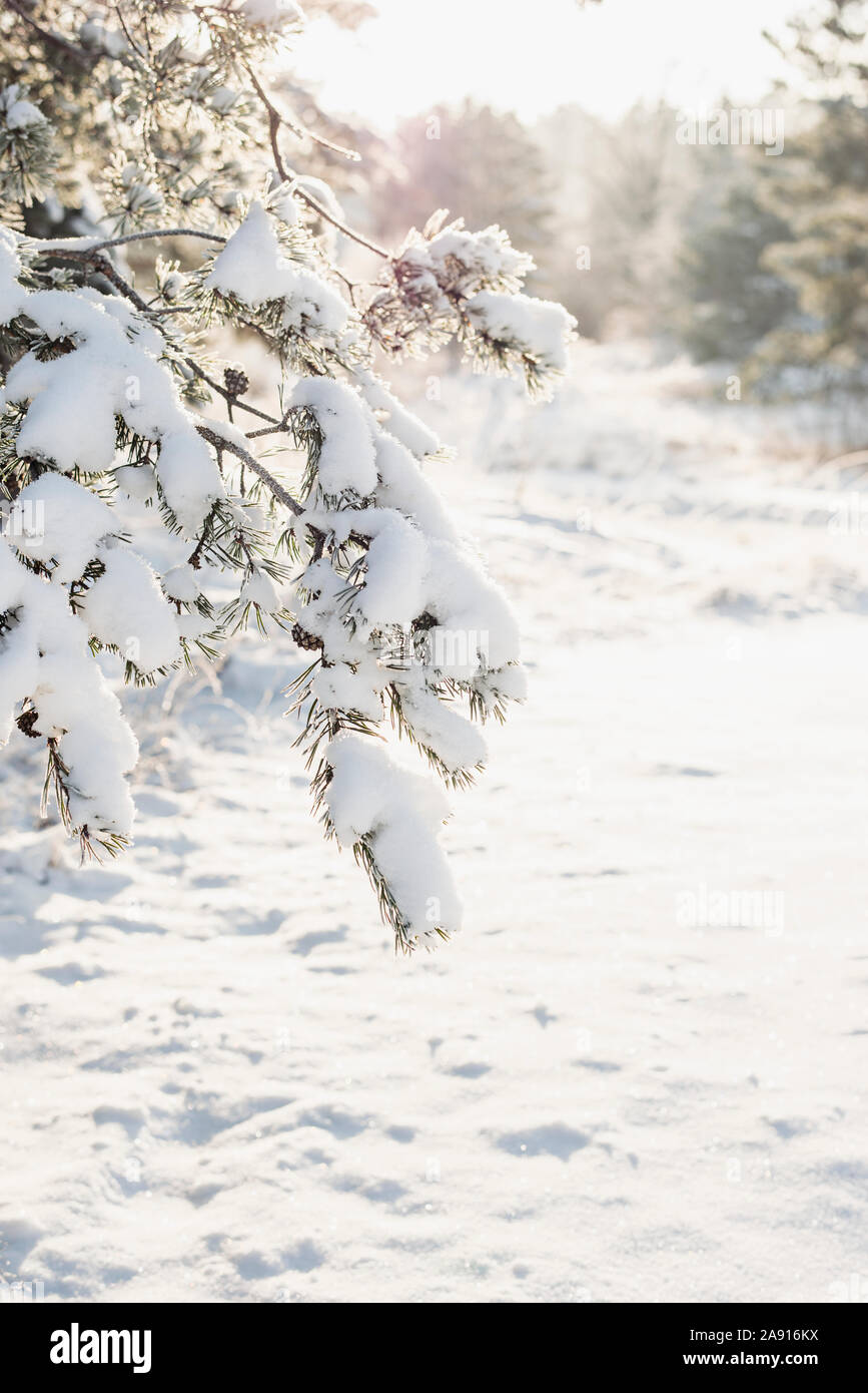 Snow on branches Stock Photo - Alamy