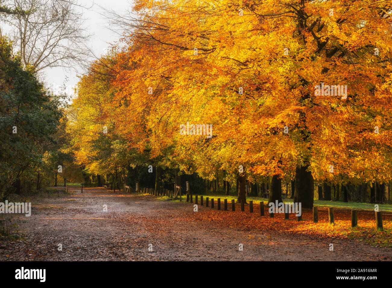 Vibrant forest hi-res stock photography and images - Alamy