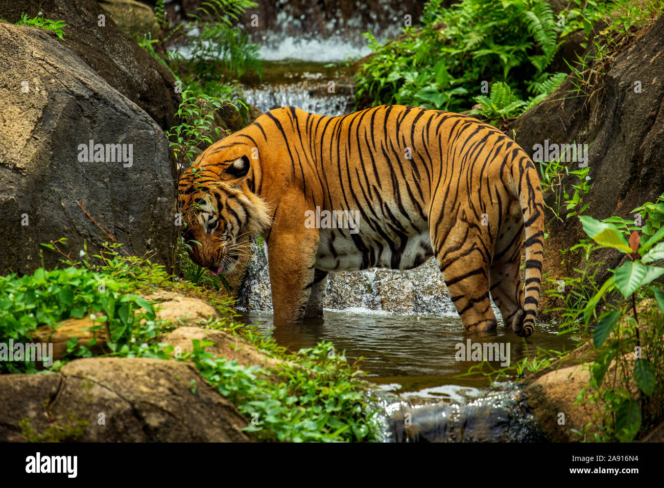 The Malayan Tiger (Panthera Tigris) in the pond Stock Photo - Alamy