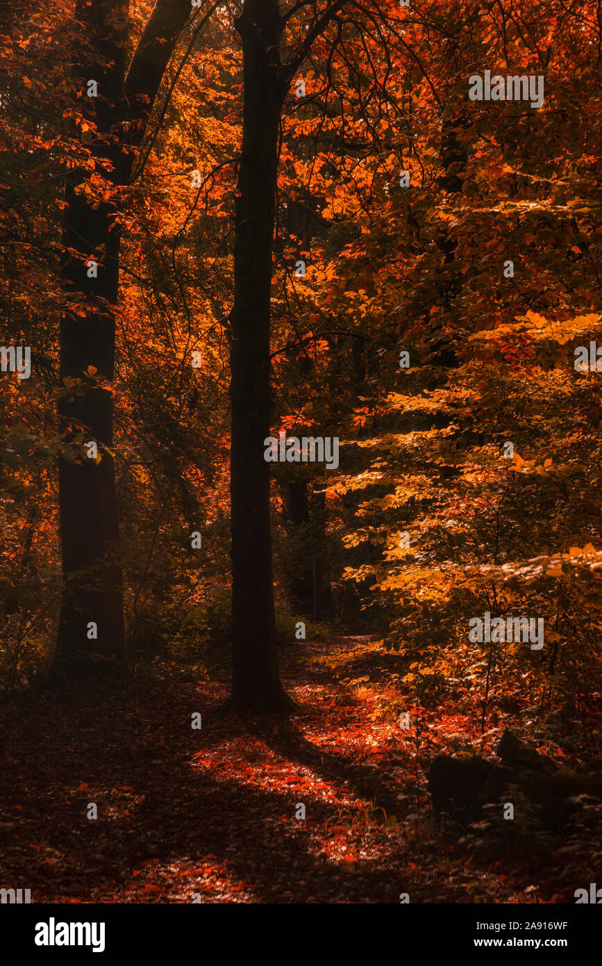 Vibrant forest hi-res stock photography and images - Alamy