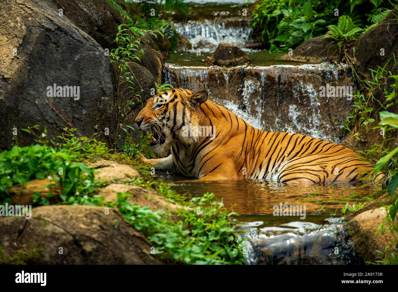 The Malayan Tiger (Panthera Tigris) in the pond Stock Photo - Alamy