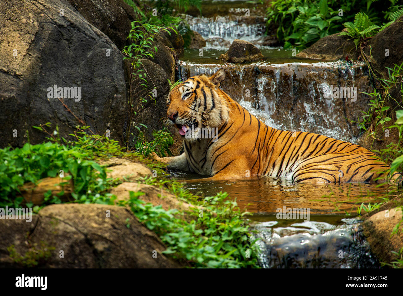 The Malayan Tiger (Panthera Tigris) in the pond Stock Photo - Alamy