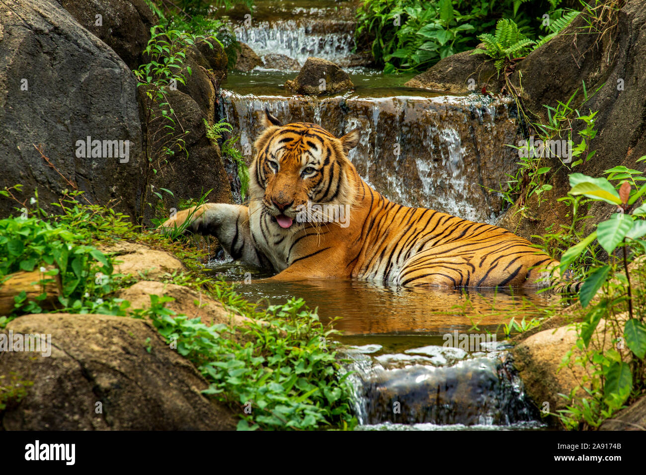 The Malayan Tiger (Panthera Tigris) in the pond Stock Photo - Alamy