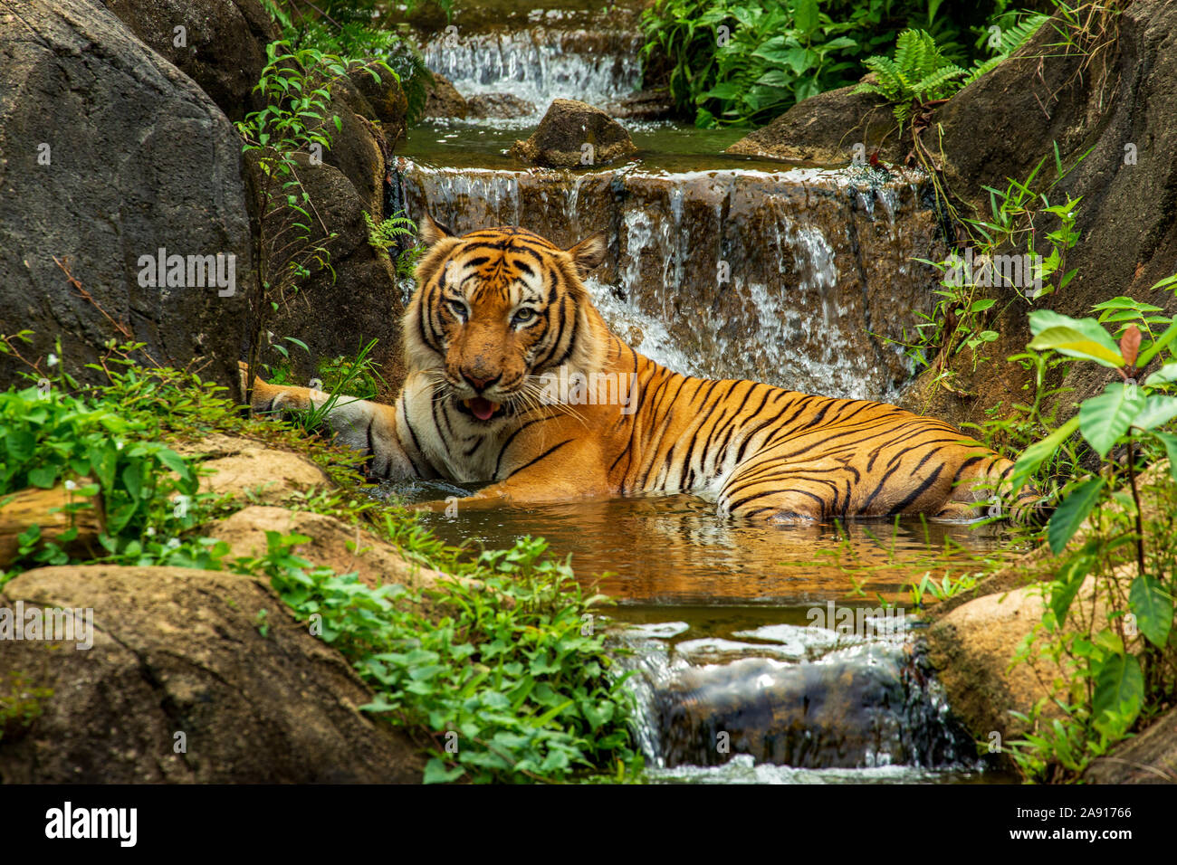 The Malayan Tiger (Panthera Tigris) in the pond Stock Photo - Alamy