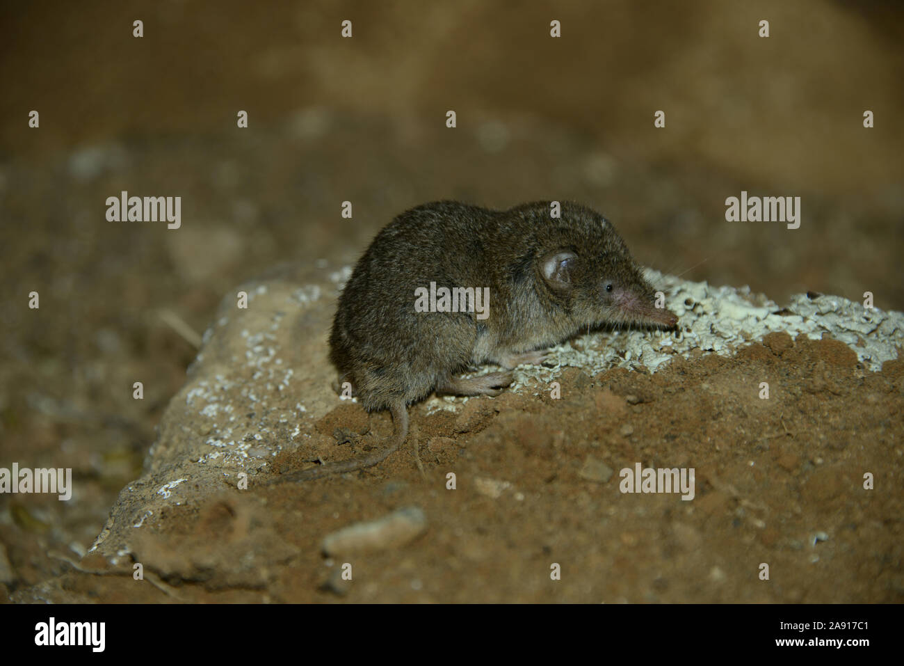 Mouse, or Forest, Shrew (Myosorex varius), Loxton, Karoo, Northern Cape ...