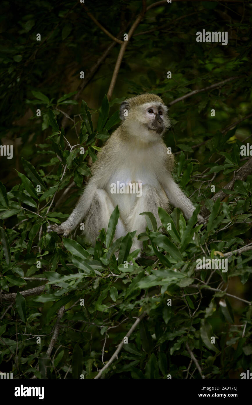 Female Malbrouck's Monkey (Chlorocebus cynosuros), Western Panhandle ...