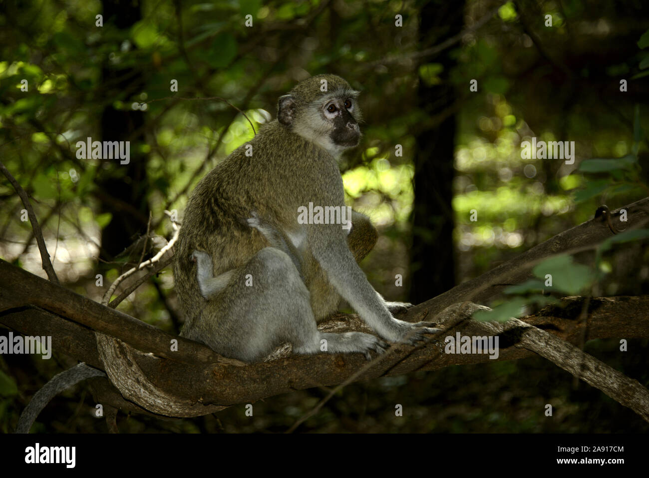 Female Malbrouck's Monkey (Chlorocebus cynosuros) with young, Western ...