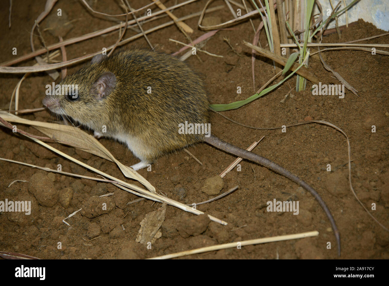 Red Veld Rat or Red rock rat (Micaelomys chrysophilus), west of Lusaka ...