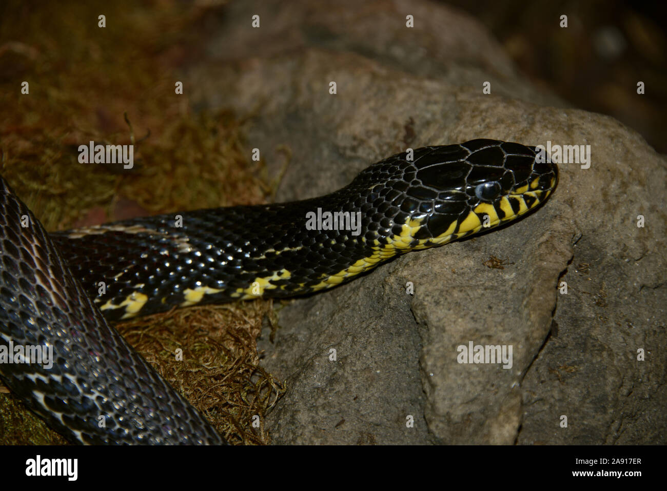 Russian Rat Snake (Elaphe schrenckii), Russia/China Stock Photo - Alamy