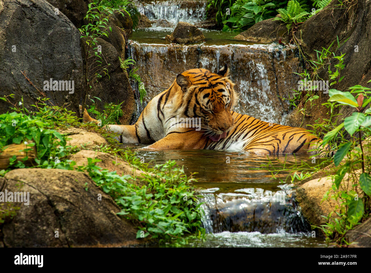 The Malayan Tiger (Panthera Tigris) in the pond Stock Photo - Alamy