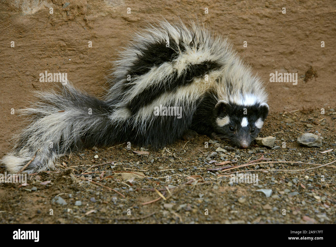 Striped Polecat (Ictonyx striatus), Loxton, Northern Cape, South Africa ...