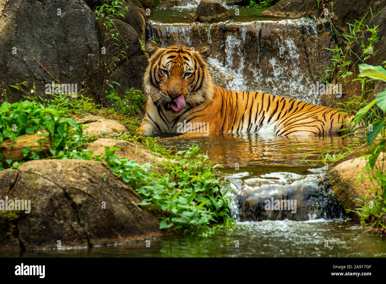 The Malayan Tiger (Panthera Tigris) in the pond Stock Photo - Alamy