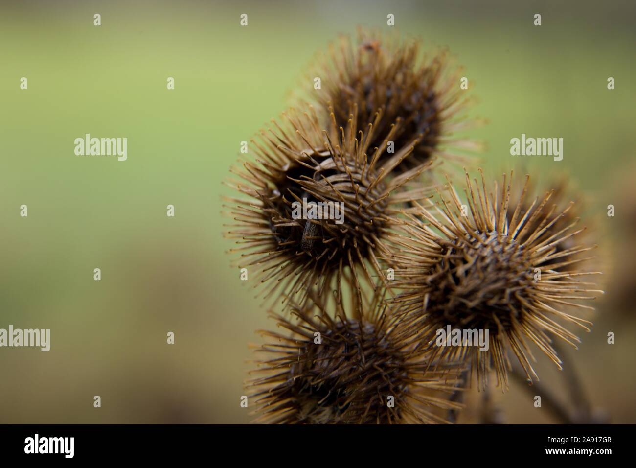 Dead thistle heads hi-res stock photography and images - Alamy