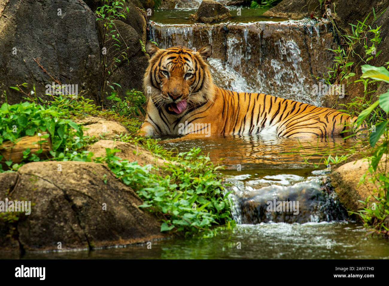 The Malayan Tiger (Panthera Tigris) in the pond Stock Photo - Alamy